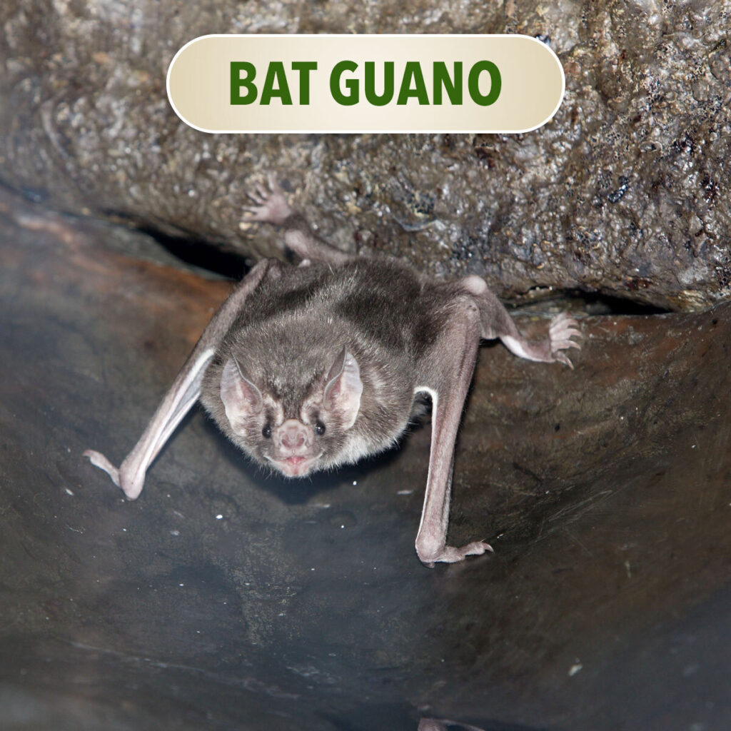 Shop Bat Guano Fertilizer | California Super Soil