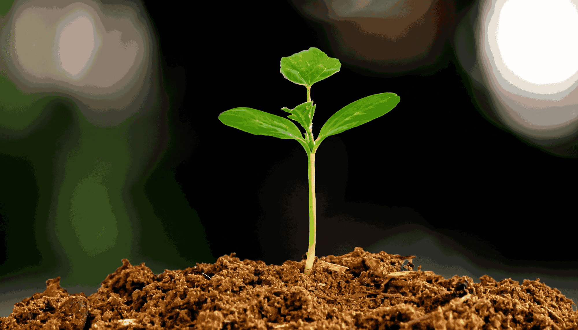 Bone Meal for Plants: All You Need To Know!