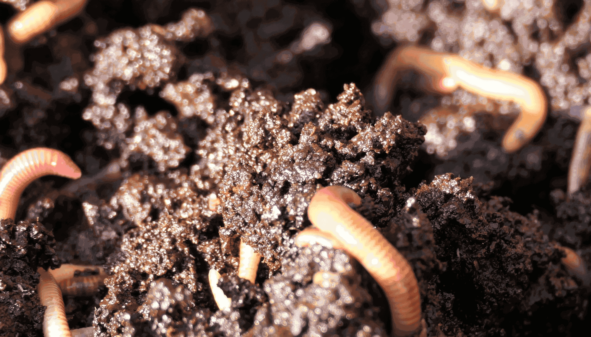 What is Worm Casting? And How to Use it - California Super Soil