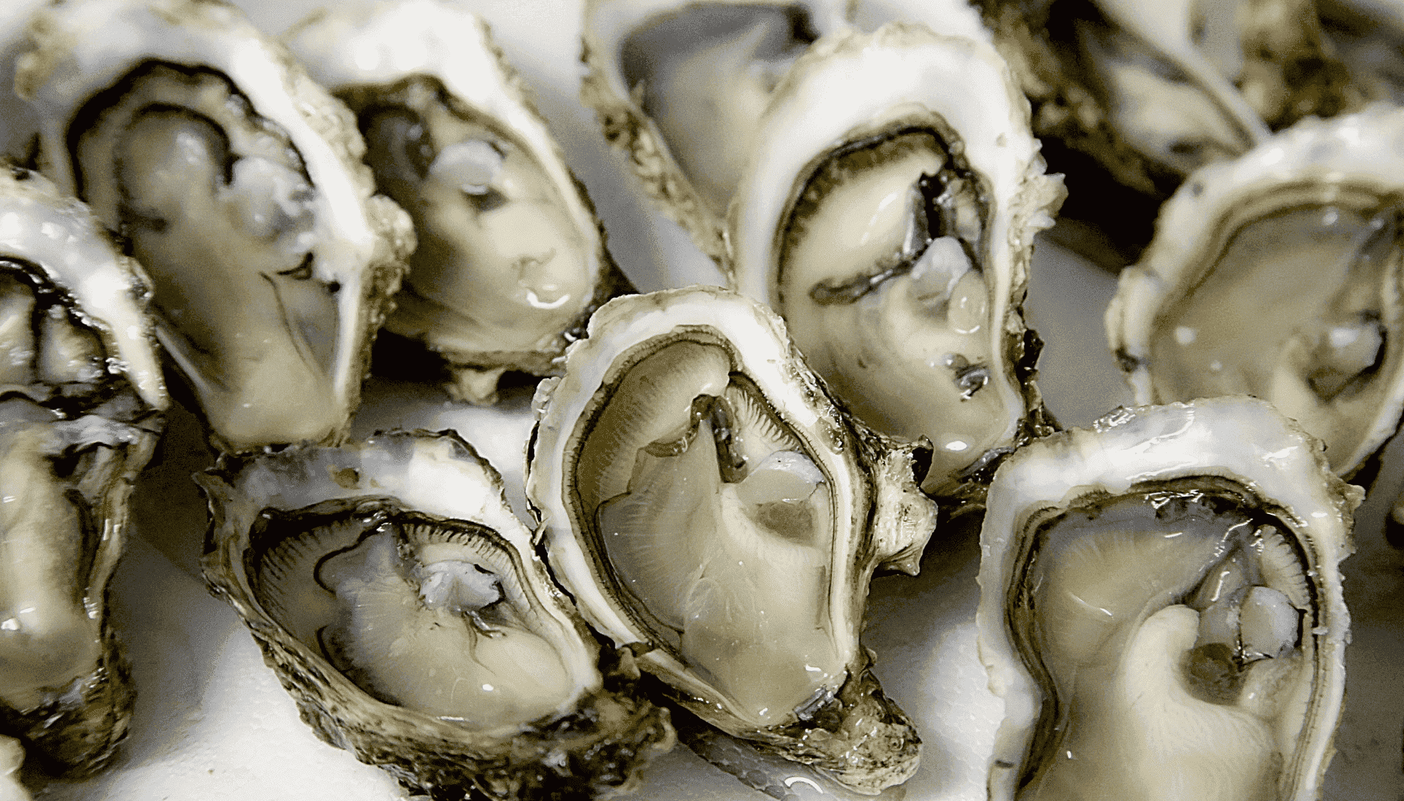 How to Clean Oyster Shells like a Pro?