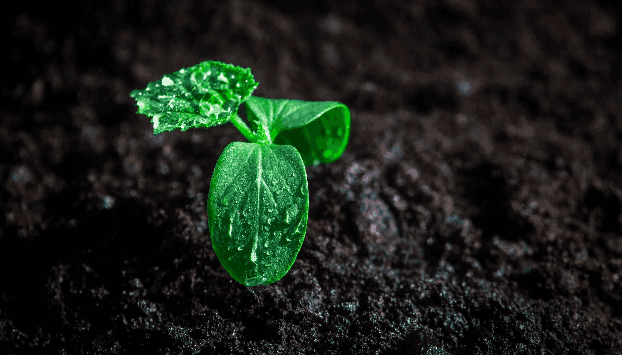 How to Water Your Super Soil? - Dos and Don’ts