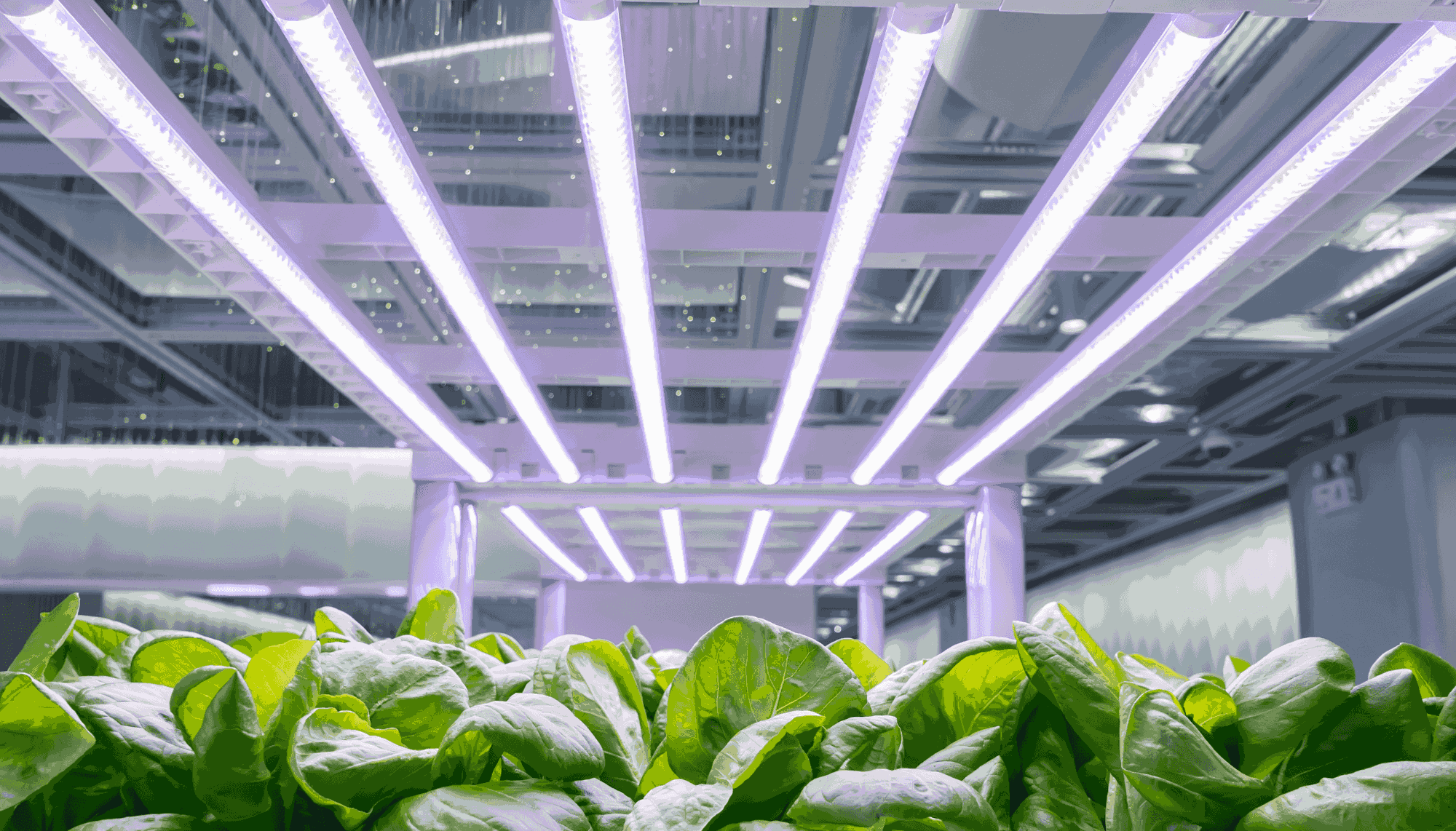 High Intensity Discharge Lights for Cannabis Growth