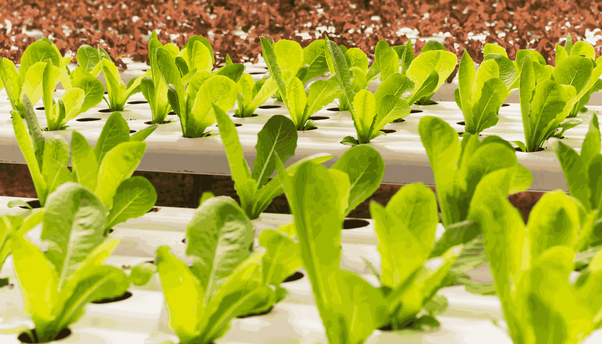 Hydroponic Grow Kits: Types and How It Works?