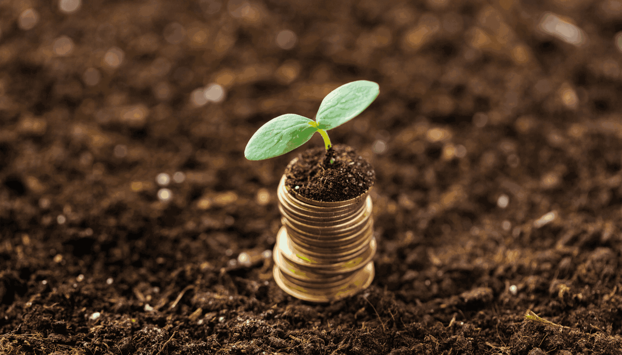 8 Most Expensive Plants in the World 2024