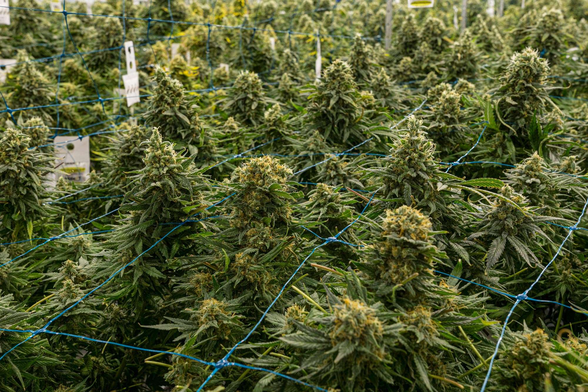 Mastering the Screen of Green (ScrOG) Growing Method - California Super ...